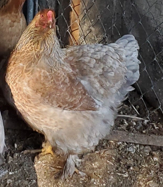 6 LARGE STANDARD BLUE PARTRIDE BRAHMA Hatching Eggs ~ COLORS~ | eBay
