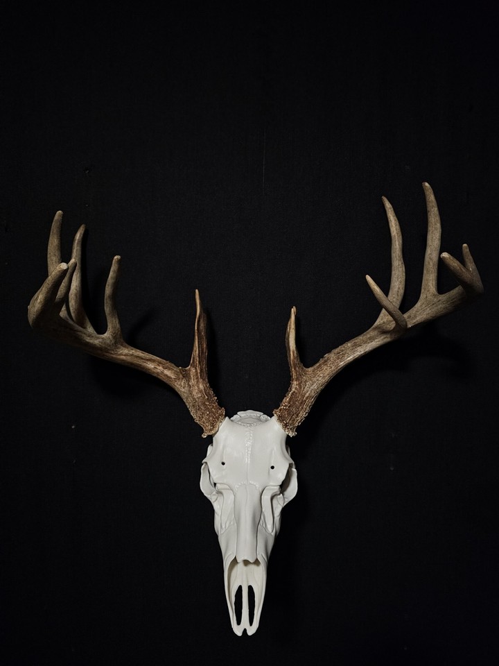 HUGE 150" Whitetail Deer Shed Antlers Skull 13 Point Buck! Wedding ...