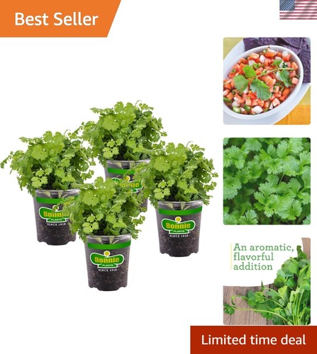 Cilantro Live Herb Plants - 4 Pack, Cool Season Annual, Leaves & Seeds ...