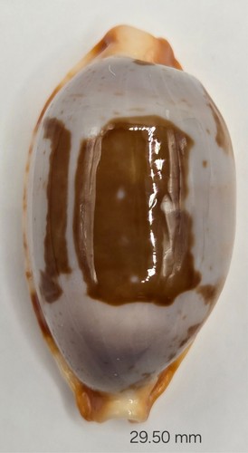 Cypraeidae Stolida Stolida -29.50 mm - Gorgeous Color & Pattern ...