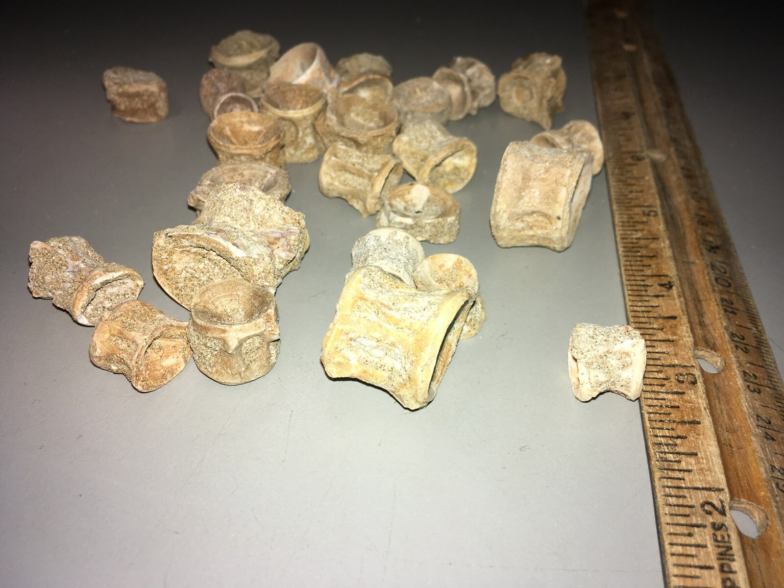 JV-03 Fossil Morocco Batch of Fish Vertebrae Shark, Gar, Enchodus ...