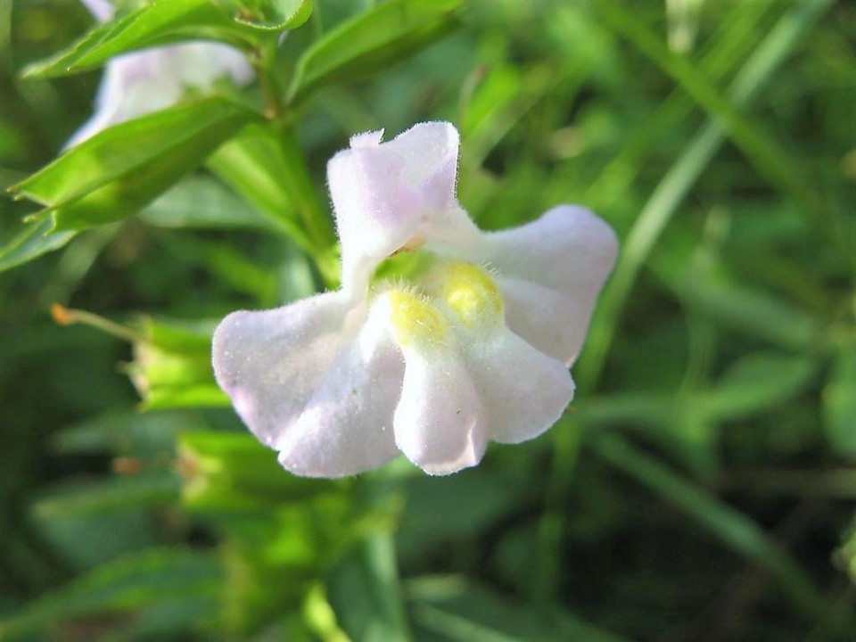 100 Twinkle WHITE MONKEY FLOWER Mimulus Seeds *Flat S/H | eBay