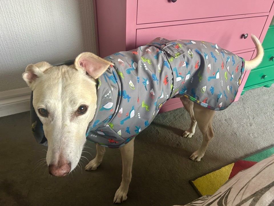 Dinosaur Dog Waterproof Fleece Coat For Greyhound Lurcher Size 30 ...