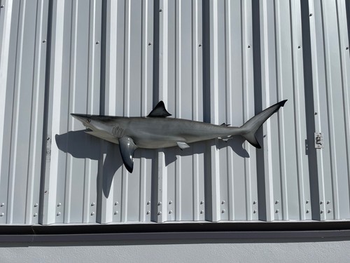 49" Blacktip Shark Half Mount Shark Replica - Quick Production | eBay