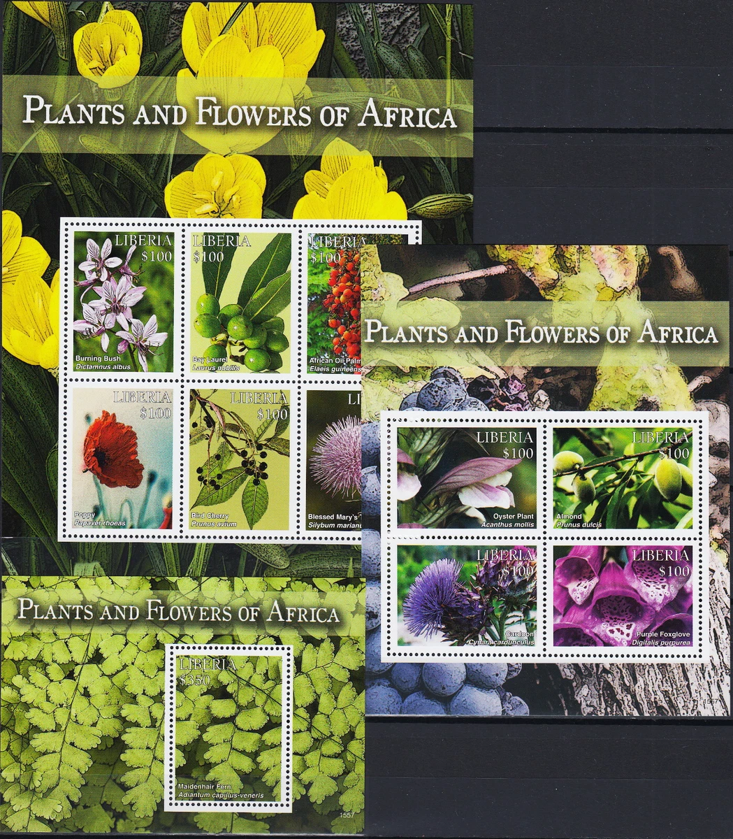 All Season Flowers South Africa | Best Flower Site