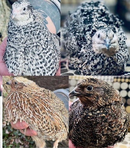 30 Jumbo Coturnix Quail Hatching Eggs mix: Pearl, Pansy, XXL White ...