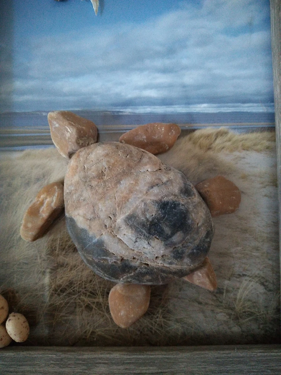 Sea Turtle Shell