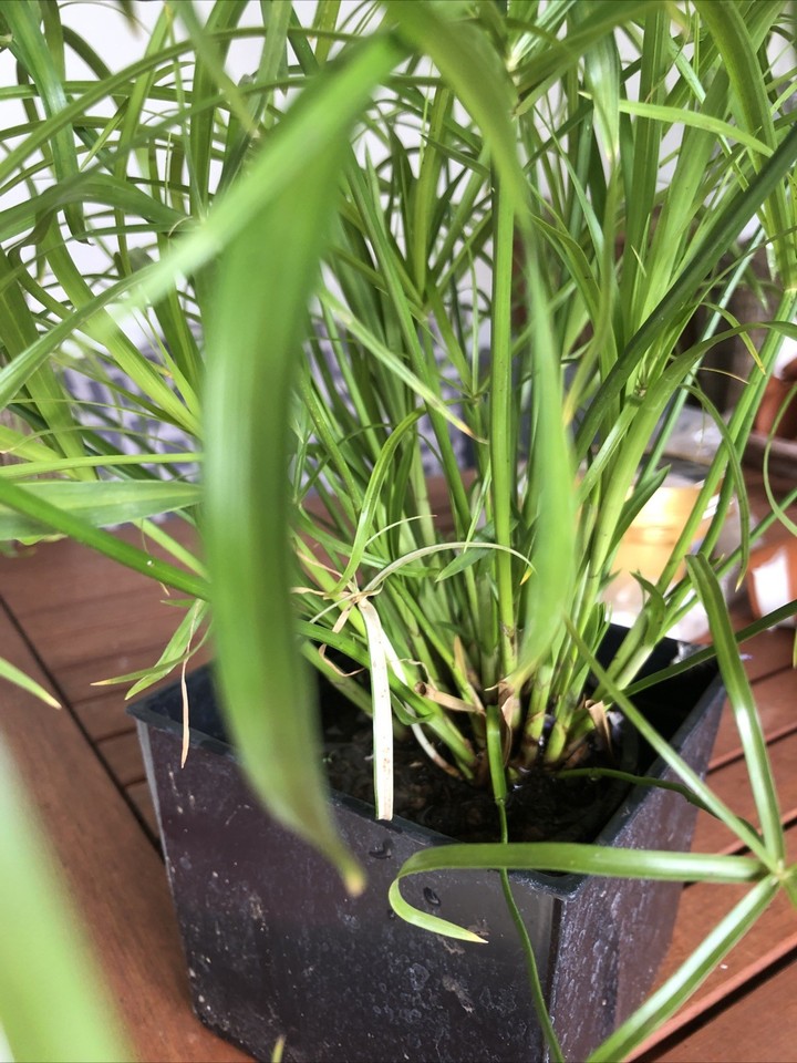 Mittelgroß wachsendes Zypergras Cyperus alternifolius (variegata?) H ca ...