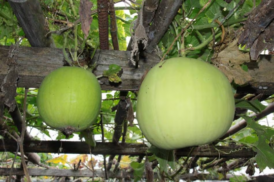 24 Fragrant Wax Gourd seeds; Taro Winter Melon; Bi Dao; 芋香冬瓜; 農友種苗 | eBay