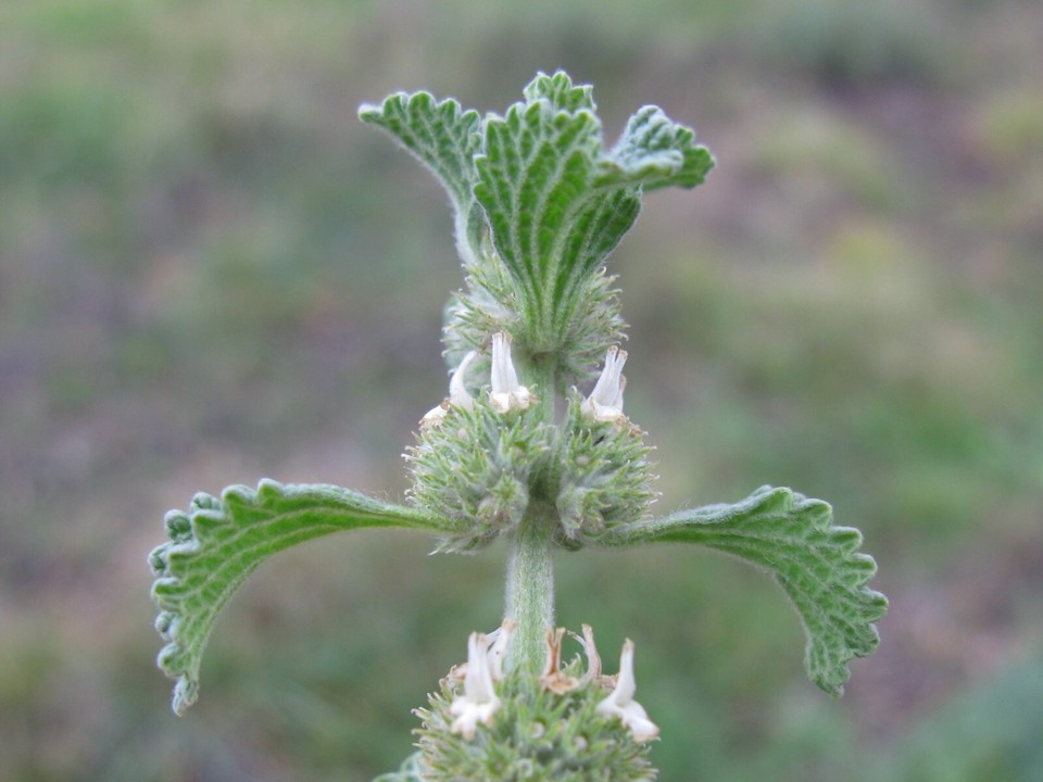 Horehound Seeds - Marrubium vulgare Seeds - Easy to Grow! - Multiple ...