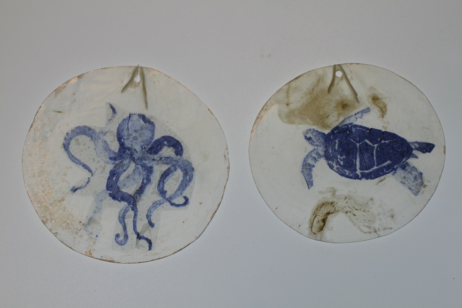 Drilled Hole Capiz Seashells 2 5/8 inch to 3 1/4 inch sizes, SS-127 | eBay