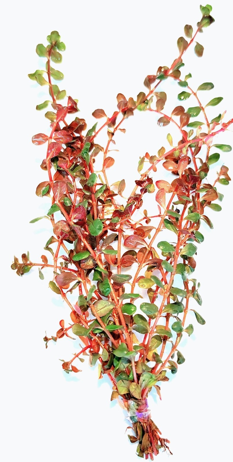 Floratica 12 x Rotala Indica Live Aquarium Plants Tropical Fish Tank ...