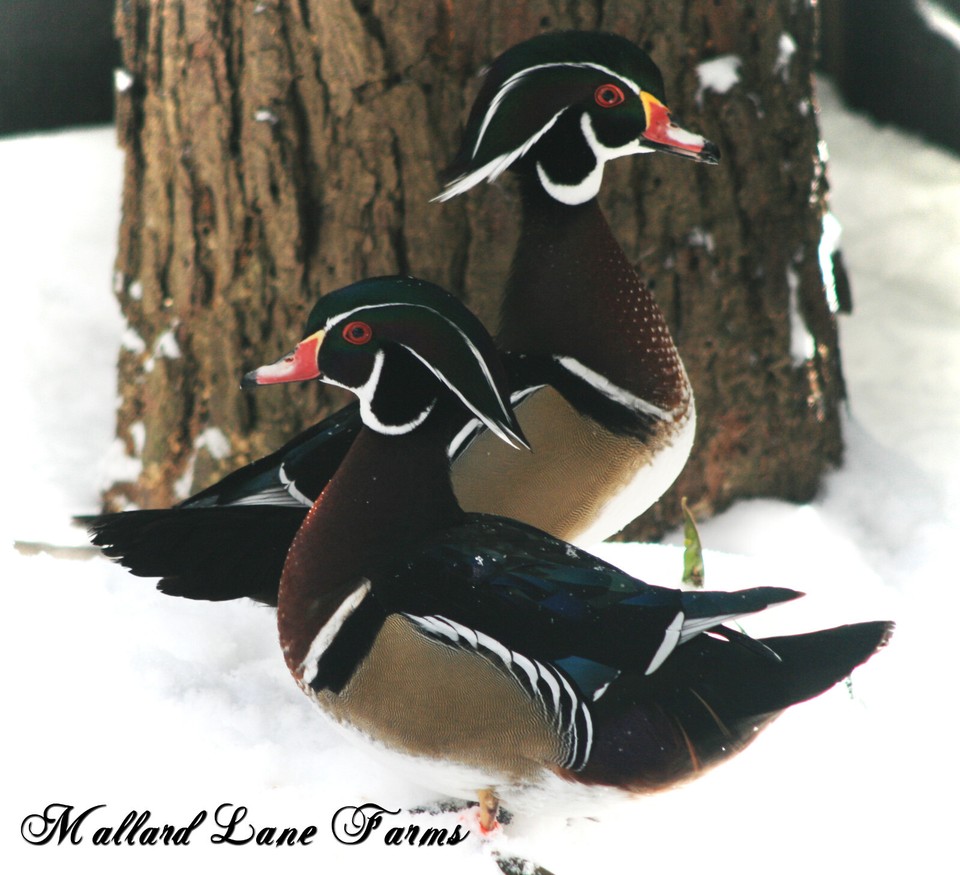 Wood Duck Ultimate Package from Mallard Lane Farms (Not hatching eggs ...