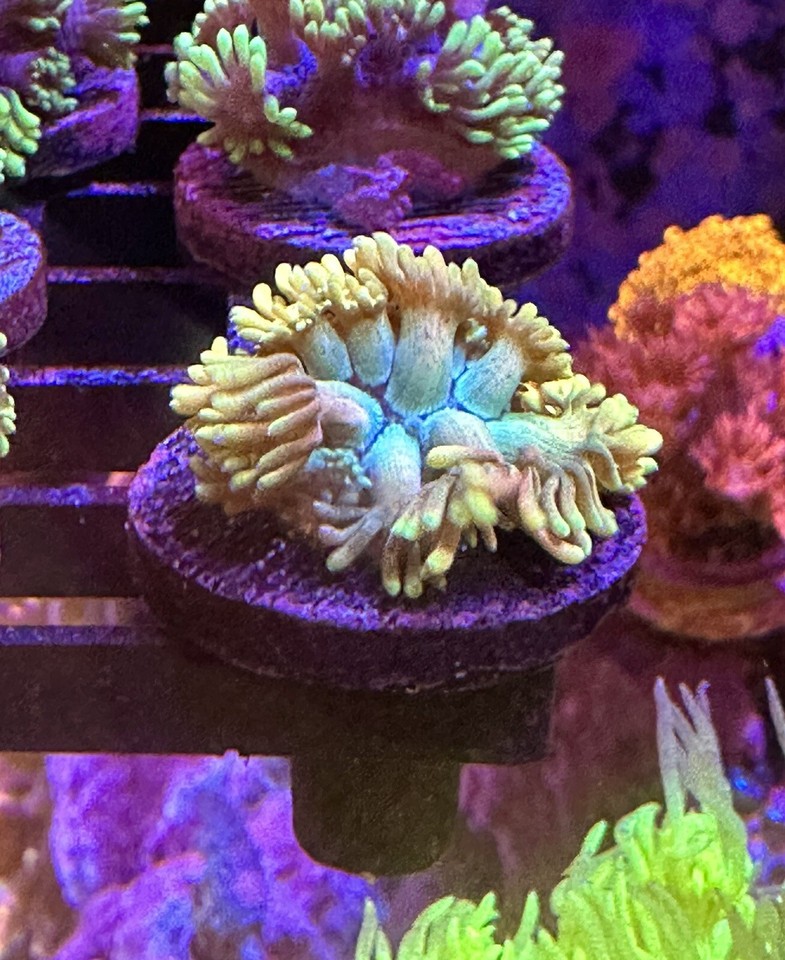 Rare Bright SBB Rubix Cube Goni WYSIWYG Live Coral Frag Goniopora Lps Sps Zoa | eBay