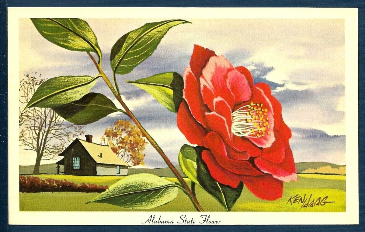 Camellia Alabama State Flower Drawing