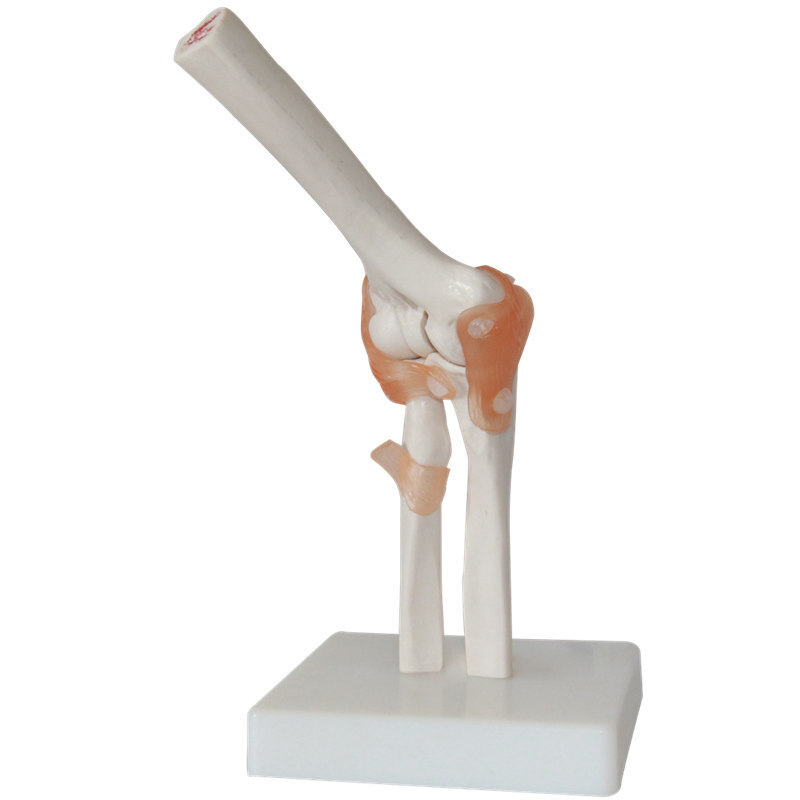 Elbow Joint Ligaments Model