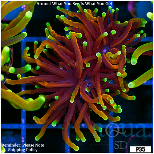 055 AquaSD Live Corals/Frags - Indo Gold Torch Coral - Aqua SD | eBay