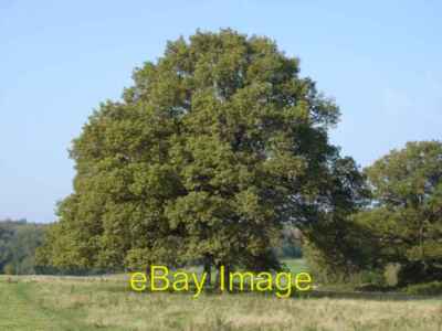 Photo 6x4 Big Tree by Romano British Settlement Woodcutts Common ...