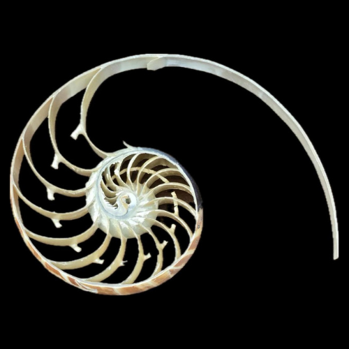 Large Center Sliced Pearl Nautilus Shell Chambered Natural Rare Real 4 ...