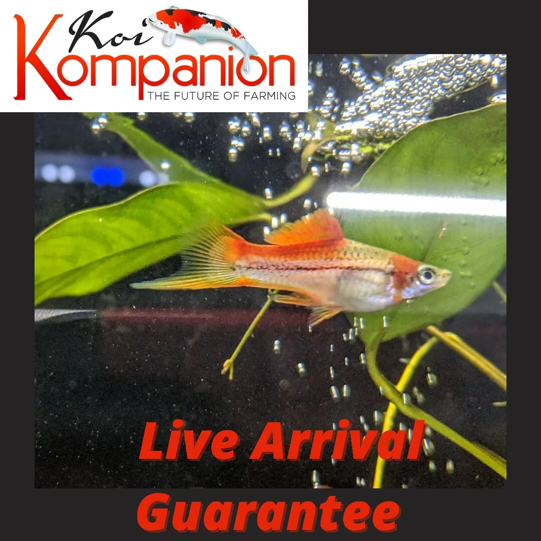 Pineapple Swordtails