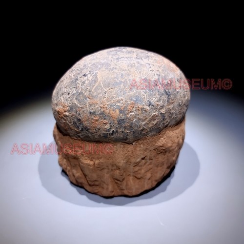 Dinosaure Oeuf Hadrosaur Dendrolithus Fossile Parc Jurassique Monde ...