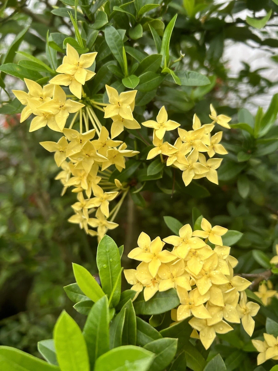 Yellow Ixora Plant