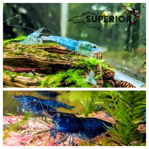 5+1 Blue Dream & 5+1 Blue Jelly Shrimp Freshwater Neocaridina Live ...