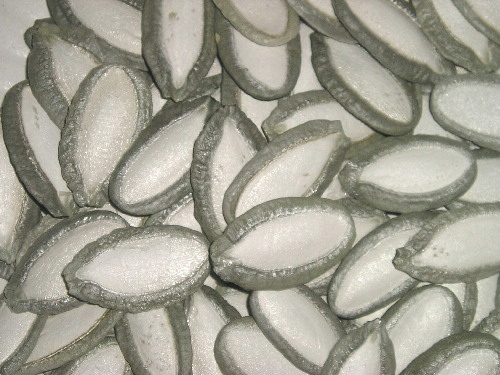 Pumpkin SILVER EDGE-Pumpkin Seeds-GROW FOR HEALTHY, EDIBLE SEEDS-15 ...