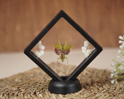 Real Mantis Frame Display Taxidermy Insect Bugs Mounted Oddities Art ...