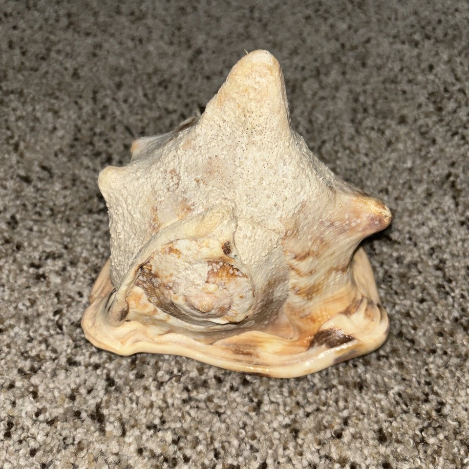 Large Conch Sea Shell | eBay