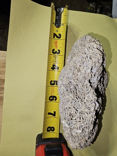 Fossilized Worm Stone Ocean Decor Sea Art Coral Rocks Fossils Minerals ...