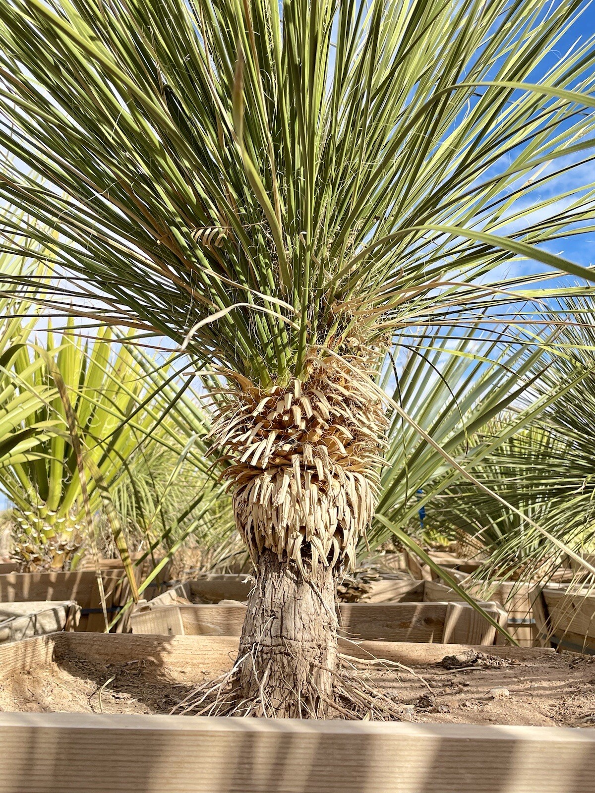 RARE YUCCA ELATA, EXOTIC SOAP TREE YUCCA, DESERT PLANT | eBay