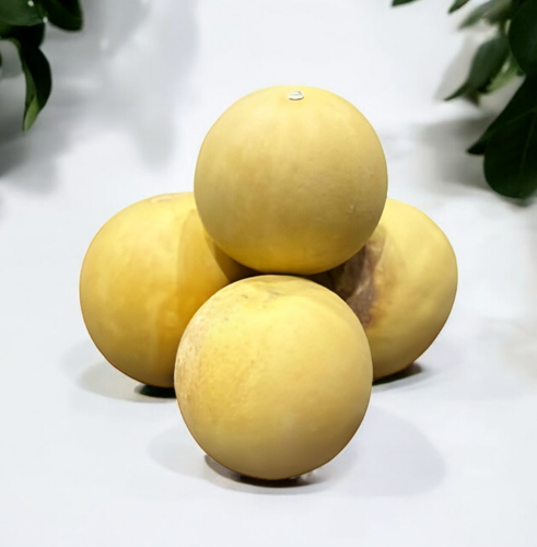 Natural whole Hanzal Organic Herb Citrullus Colocynthis Incense الحنظل ...