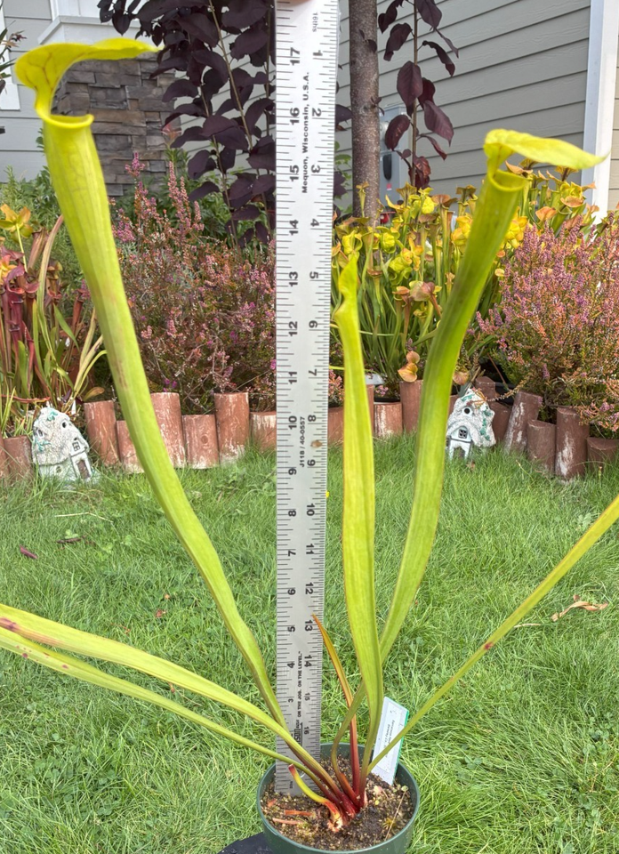 Sarracenia flava var. flava - Berkeley Co., SC - from MW | eBay