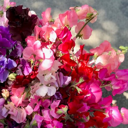 DUFTWICKE MIX 25 Samen EDELWICKE Ranker LATHYRUS ODORATUS Duft Sweet ...