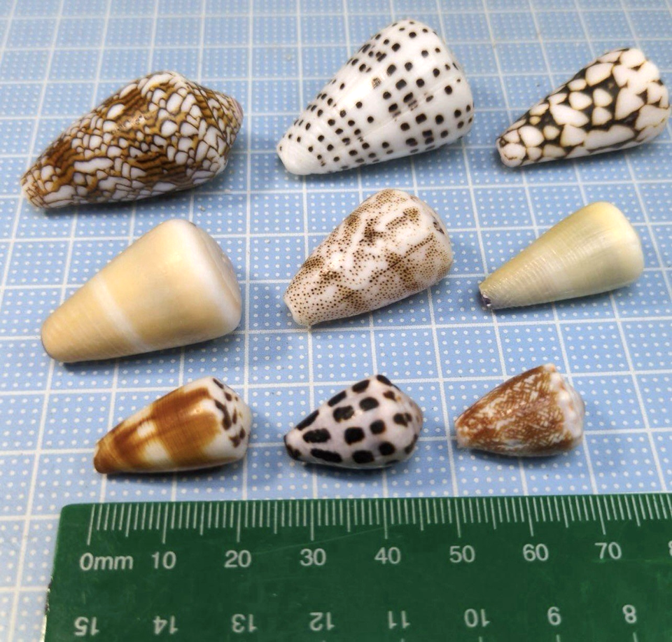 Cone Shell from japan Okinawa shell | eBay