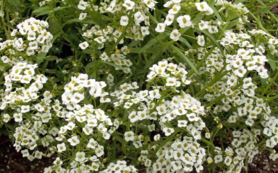 Sweet White Alyssum Flower Seeds, Carpet Of Snow, Ground Cover, | eBay