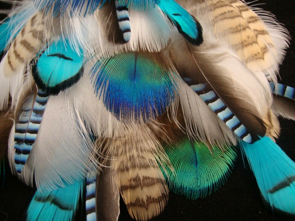 Mixed Blue Amherst Pheasant Peacock Woodcock Jay Goose Body Plumage 25 ...