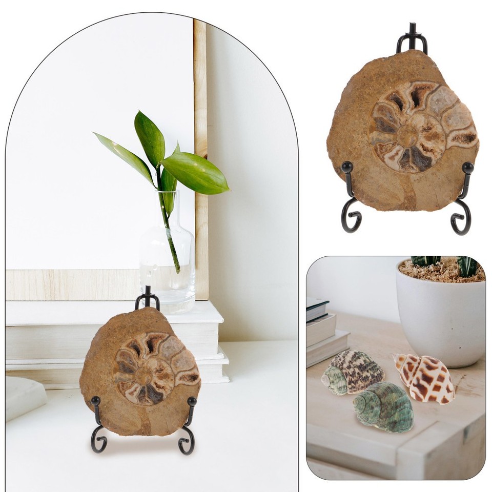 Ornament Model Decor Specimen Decoration | eBay UK