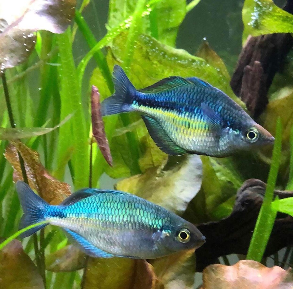 Turquoise Rainbowfish (Melanotaenia lacustris) - 1.5"-2" - Live fish | eBay