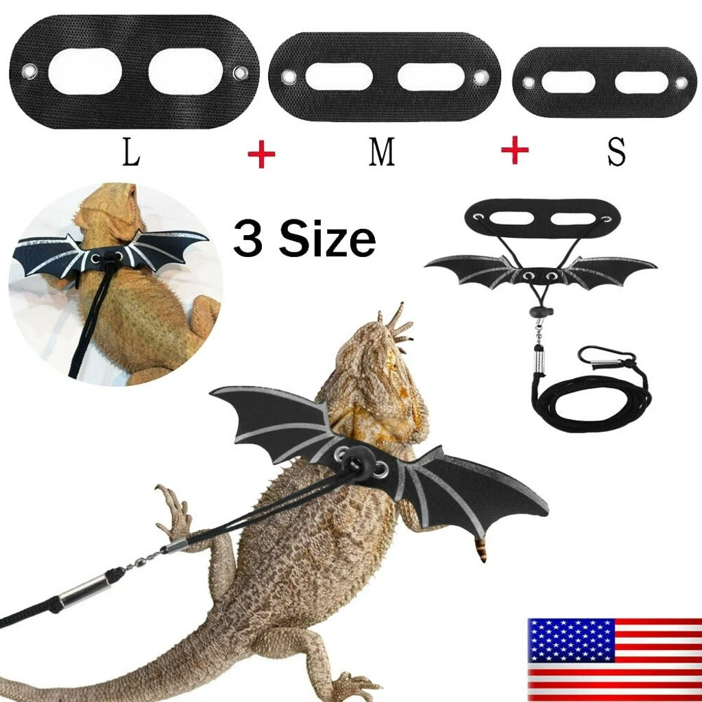 Monitor Lizard Pet On Leash