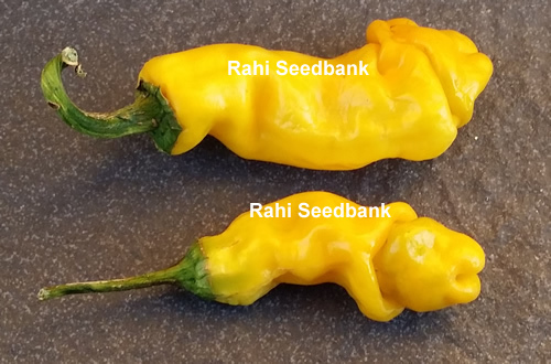 Peter Penis Chilli Yellow - 10 Seeds - Very RARE, Unusual ...