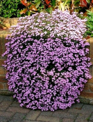 620 seeds TUMBLING TED SOAPWORT TRAILING SAPONARIA+4" FREE REUSABLE ...