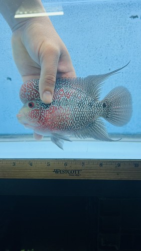 Super Red Dragon Flowerhorn The King Kamfa Fry 5 to 6 inche Usa Seller ...