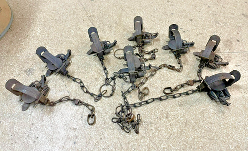 12, Victor 1.5 coil spring traps, raccoon, skunk, muskrat, mink, fox ...
