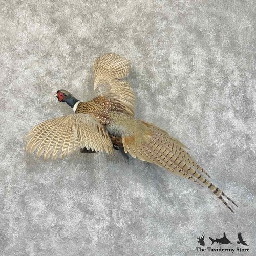 #30549 EL | Ringneck Pheasant Taxidermy Bird Mount For Sale | eBay