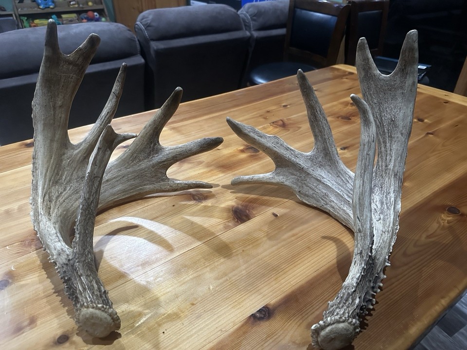 Palmated Whitetail Deer Antler Sheds | eBay