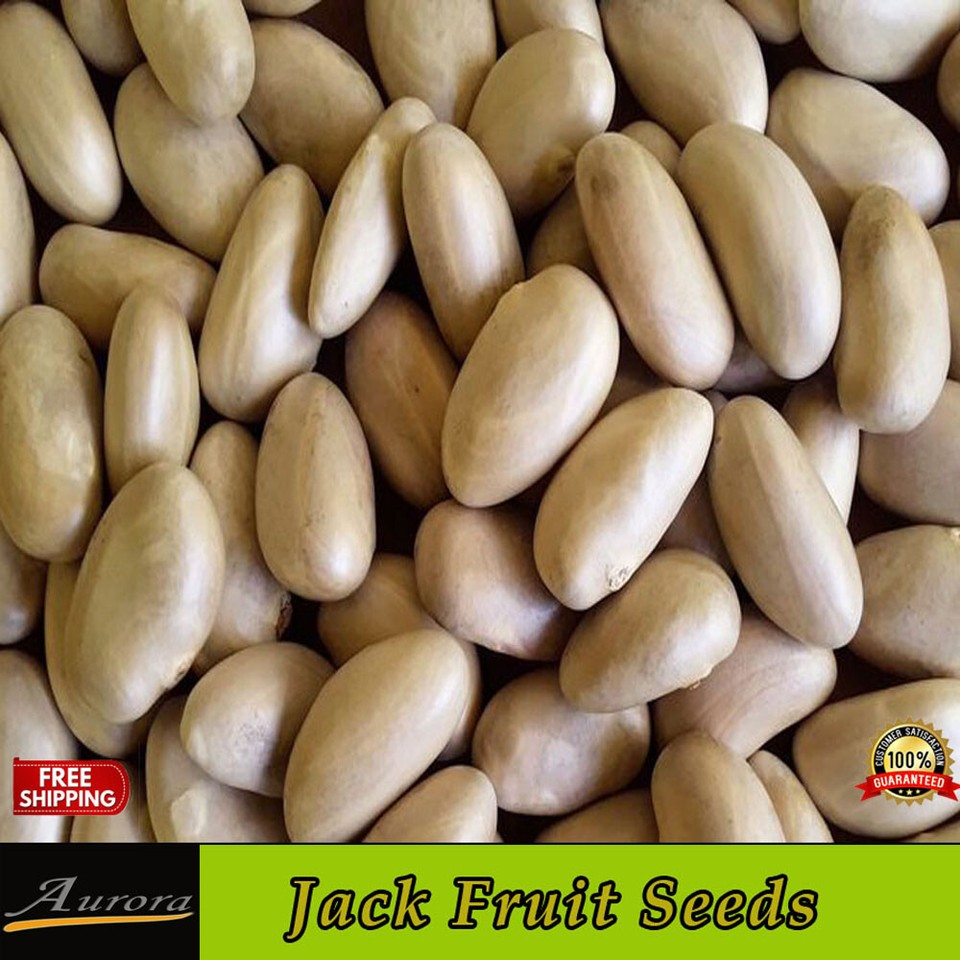 Organic Jack Fruit Seeds Ceylon Rare Honey Jack Fruit Viable Seeds For ...