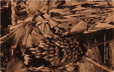 Vintage Postcard- BANANA TREE AND FRUIT, BERMUDA | eBay