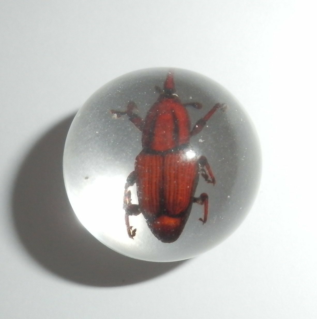 10 Insect Marble Collection Set plastic Box 2 cm Sphere Education Real ...